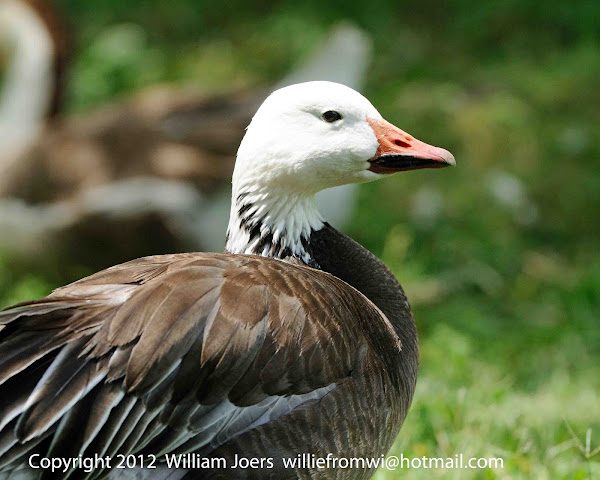 Blue Goose | Project Noah
