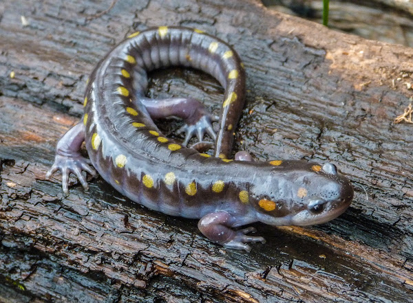 Spotted salamander (male) | Project Noah