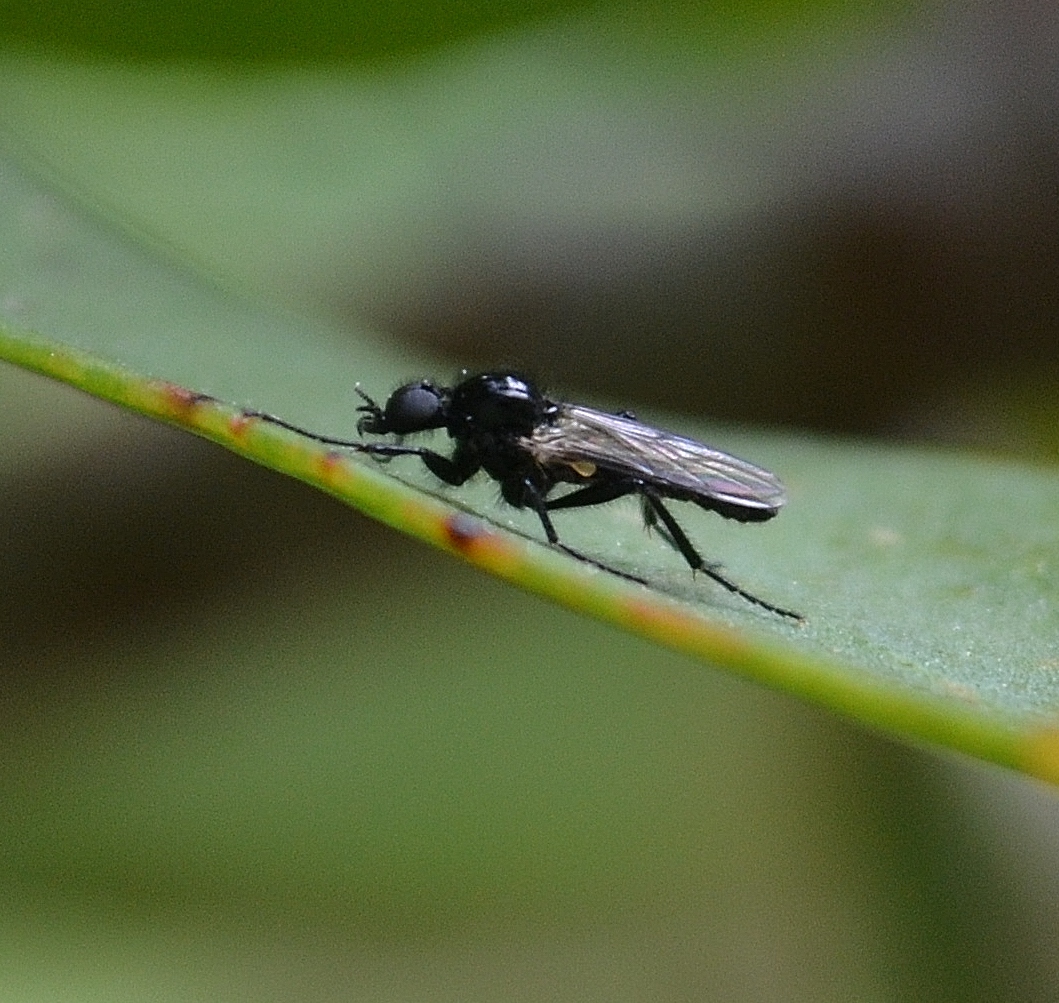 Bibionid fly | Project Noah