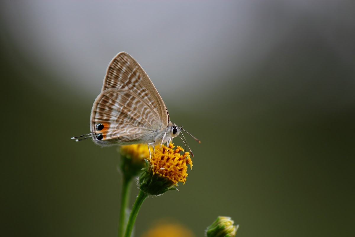 Long-tailed Blue | Project Noah