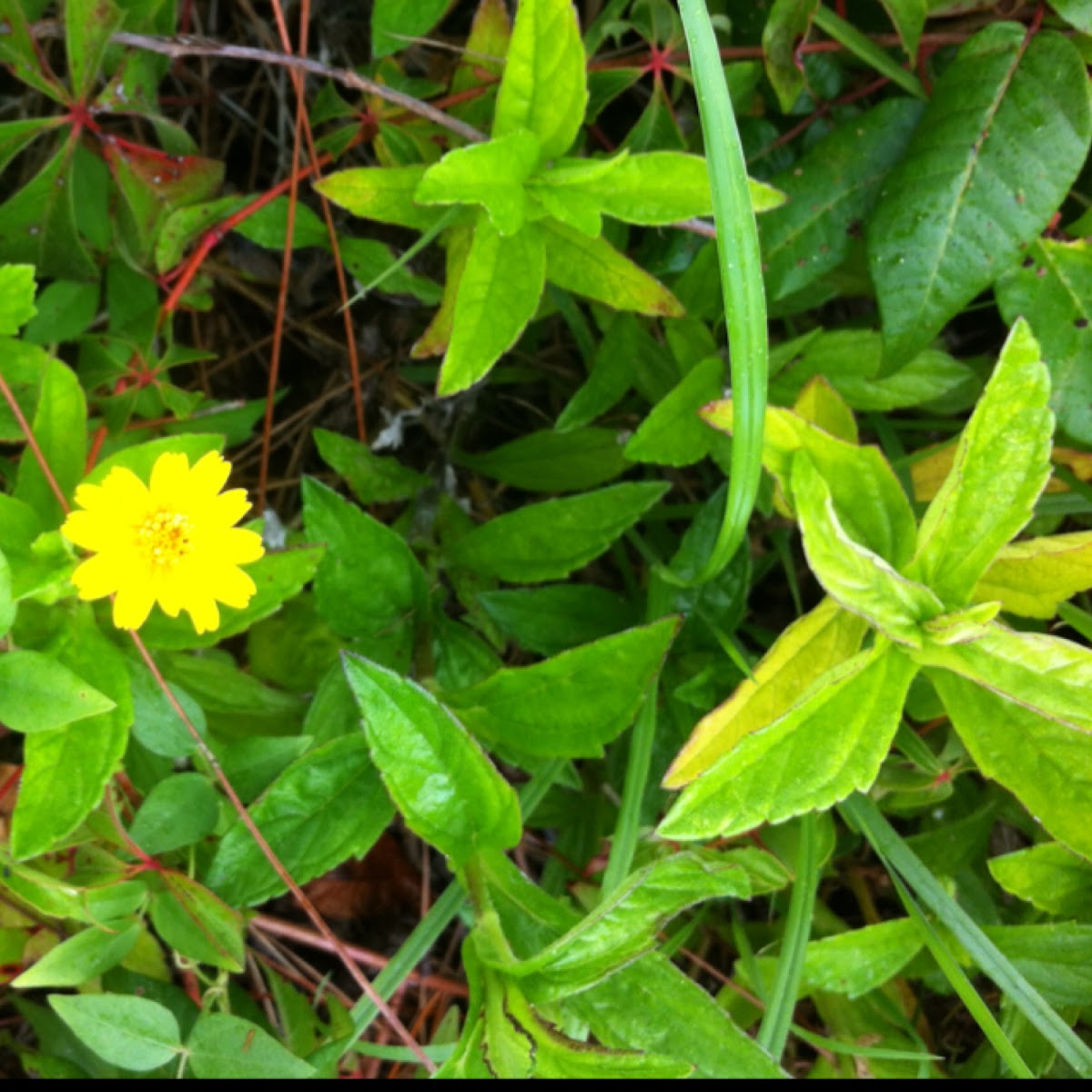 Wedelia | Project Noah