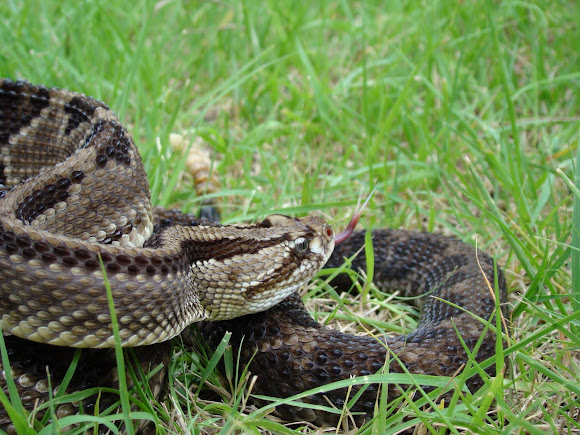 Guatemalan Rattle Snake | Project Noah