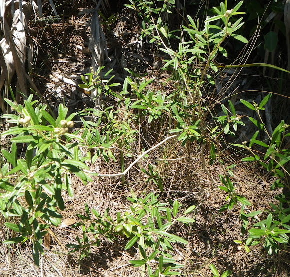 Pineland Croton | Project Noah