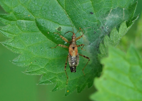 Tree Damsel Bug | Project Noah