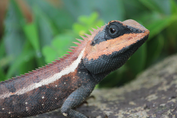 Forest Crested Lizard | Project Noah