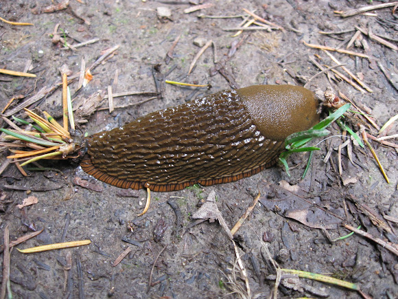 European Red Slug | Project Noah