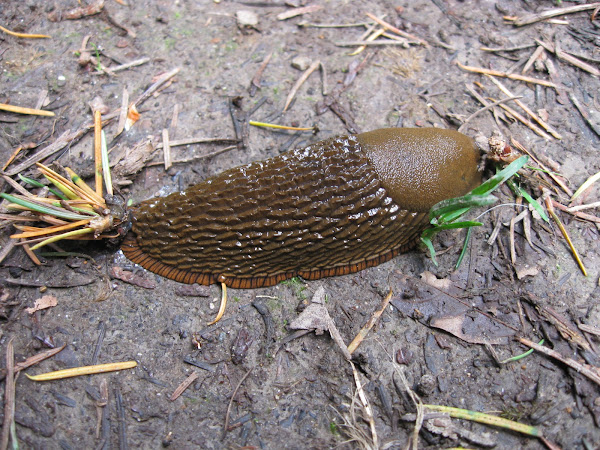 European Red Slug | Project Noah