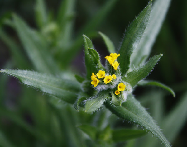 Ortiguilla | Project Noah