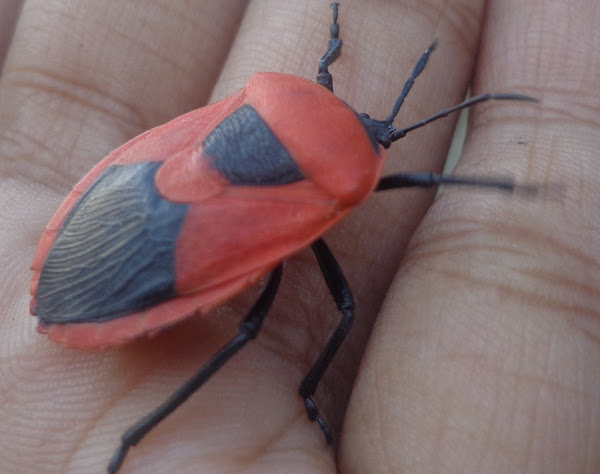 Red Pumpkin Bug / Cucurbit Stink Bug | Project Noah