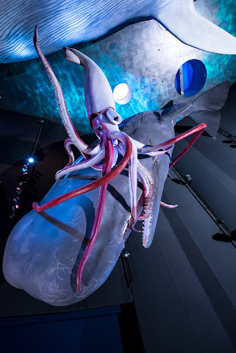 Pottwal mit Riesenkalmar - Ausstellung 1:1 Riesen der Meere — Google ...