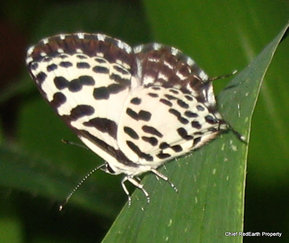 Common Pierrot | Project Noah