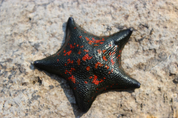 Starfish | Project Noah