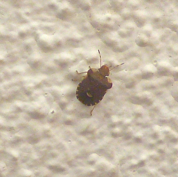 Manval | Project Noah