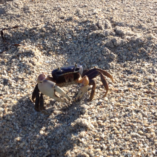 Great Land Crab | Project Noah