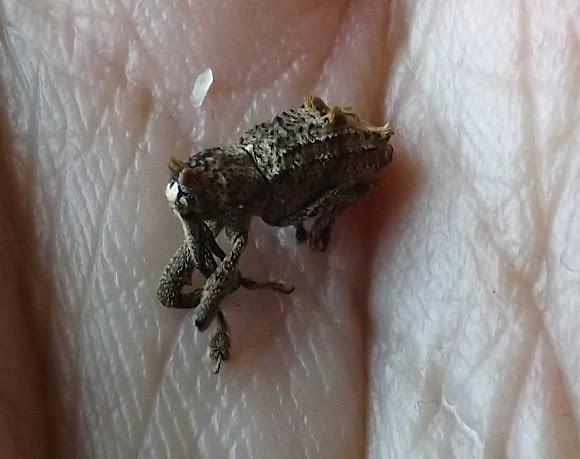 Elephant weevil | Project Noah