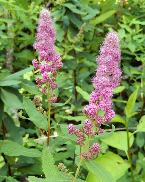 Hardhack | Project Noah