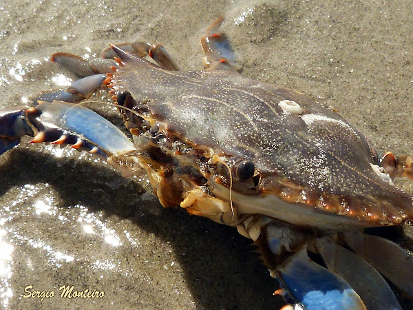 Atlantic blue crab | Project Noah