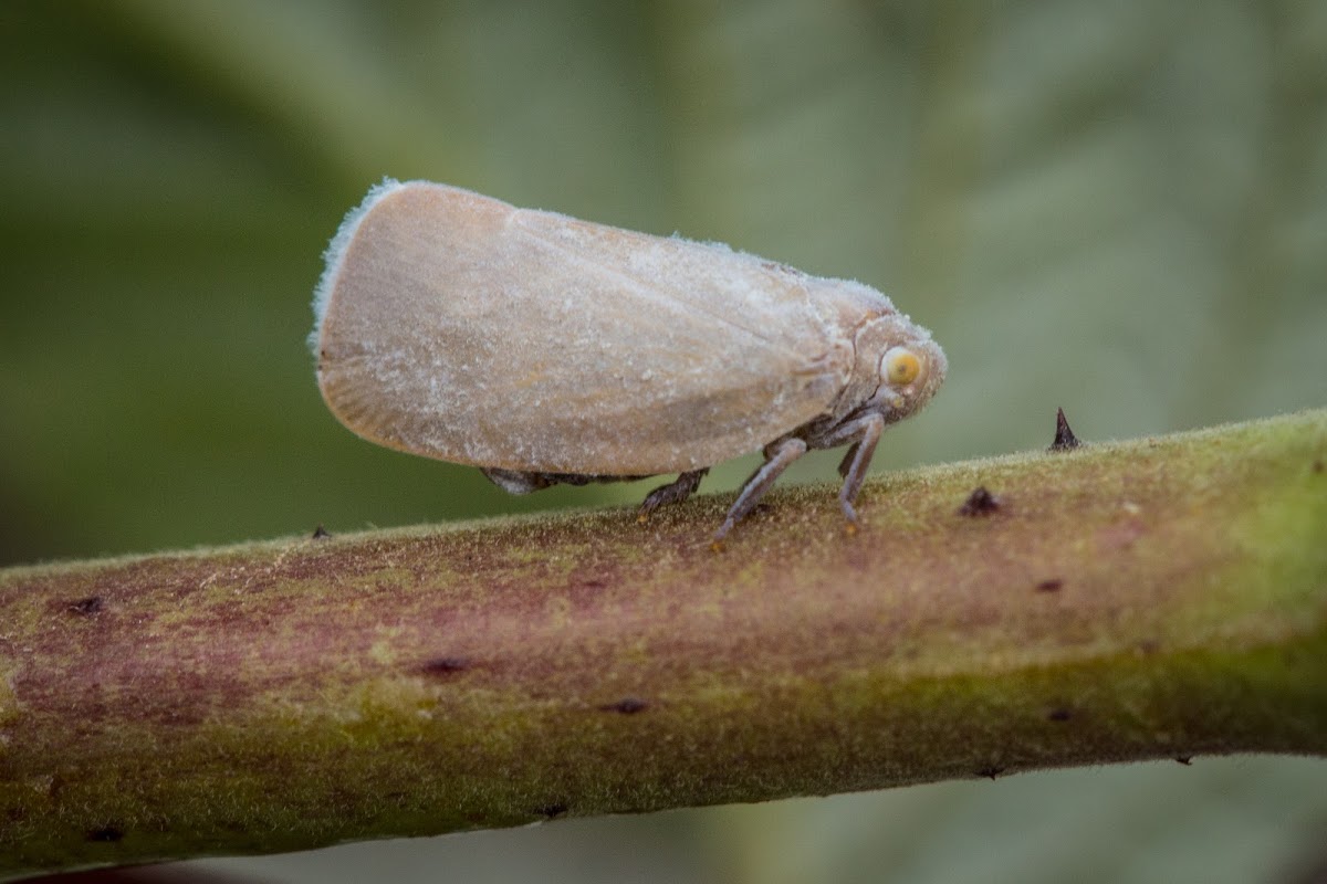 Grey Planthopper | Project Noah