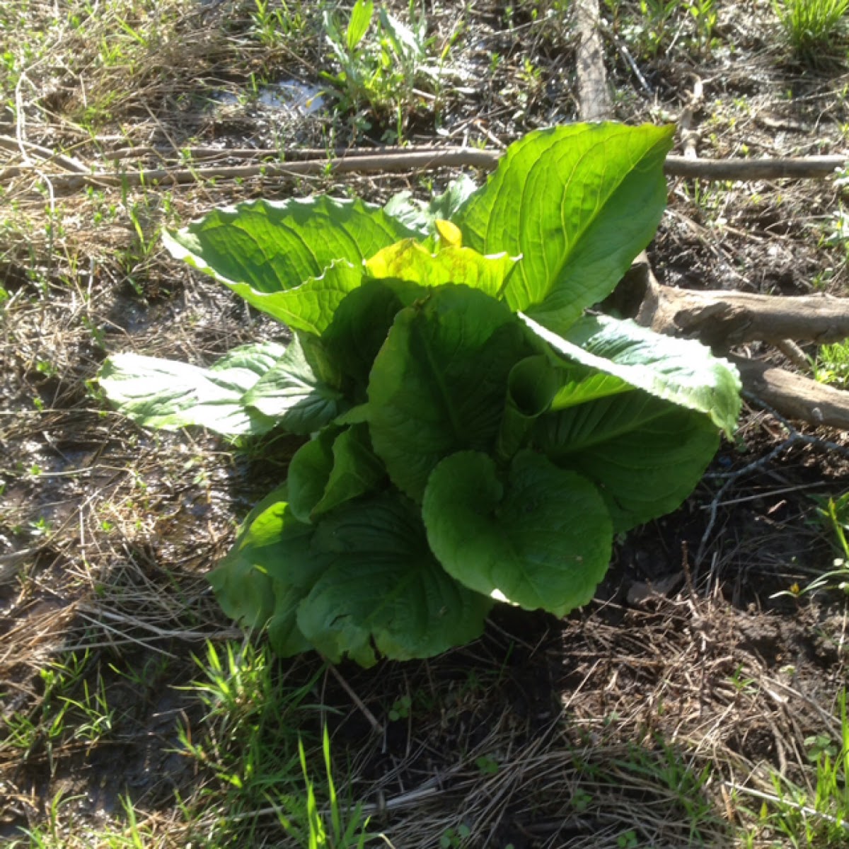 Skunk cabbage | Project Noah