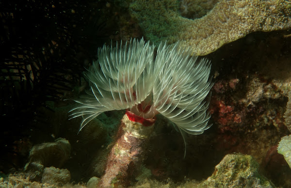 Feather Duster Worm | Project Noah