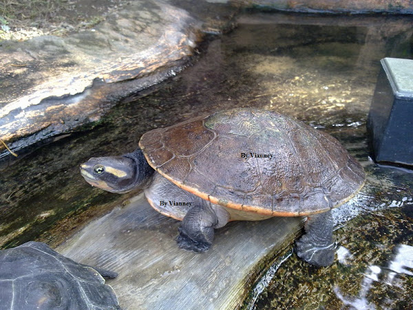 Pink-bellied short-necked turtle | Project Noah