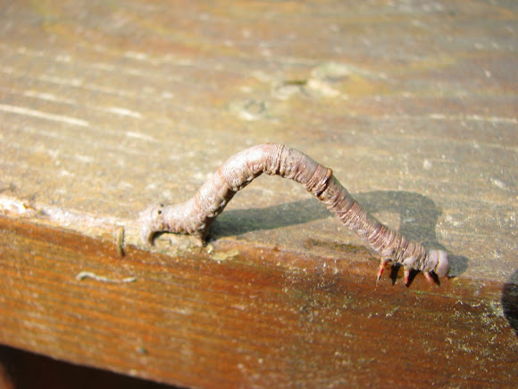 Maple spanworm caterpillar | Project Noah