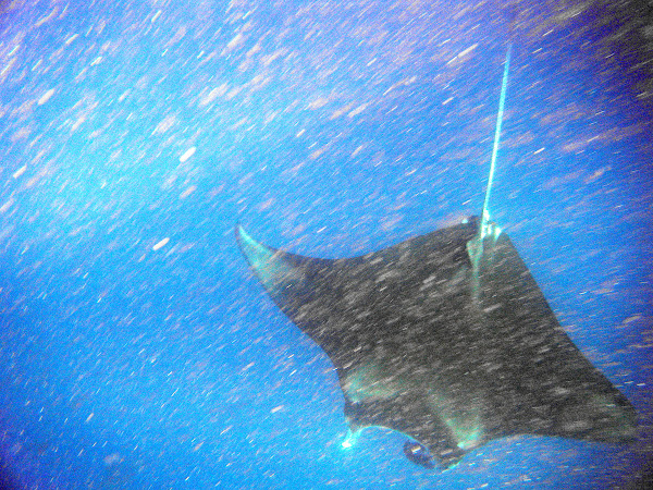 Reef manta ray | Project Noah