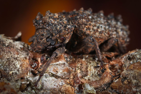 Horned Fungus Beetle | Project Noah