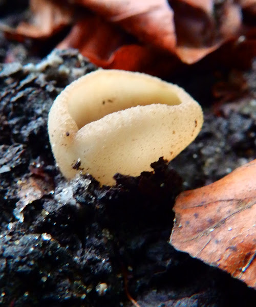 Palomino cup | Project Noah