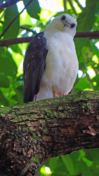 White-necked Hawk | Project Noah