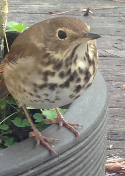 Hermit Thrush | Project Noah