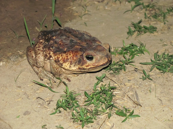 Cane toad | Project Noah
