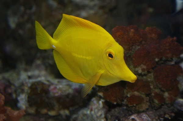 Yellow Tang | Project Noah