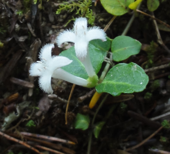 Partridge Berry | Project Noah