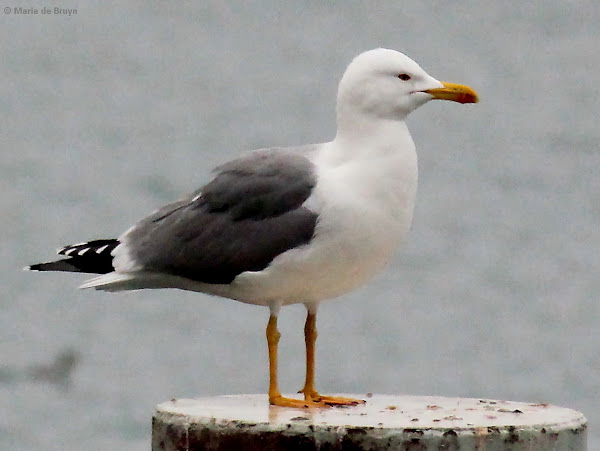 Yellow-legged gull | Project Noah