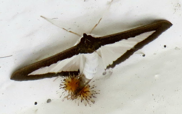 Melonworm moth | Project Noah