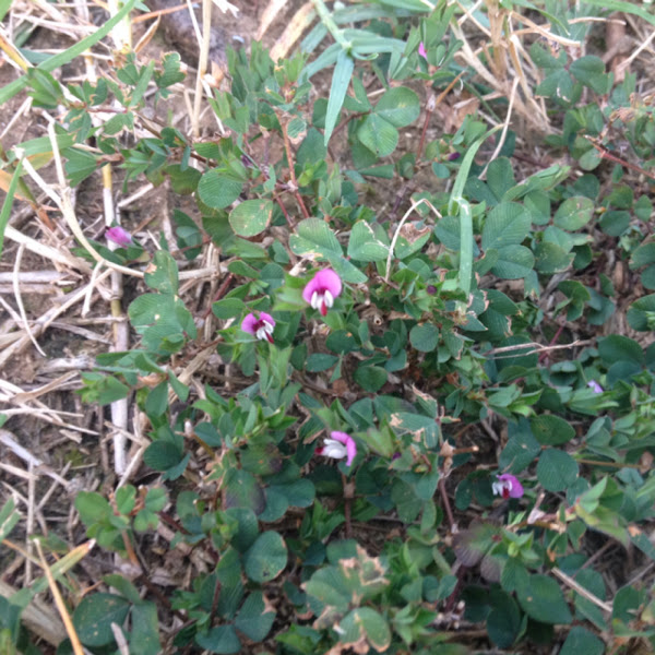 Japanese clover | Project Noah