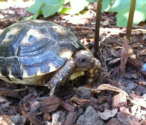 Greek land turtle | Project Noah