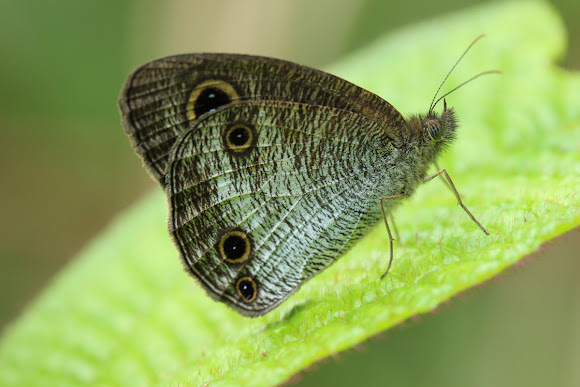 Common Three-ring | Project Noah