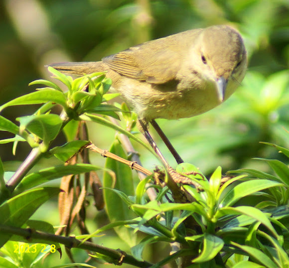 Blythe's Reed Warbler | Project Noah