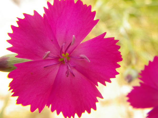 Velebitski klinčić | Project Noah