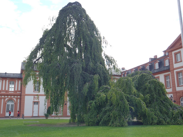 Weeping Beech / Hängebuche | Project Noah