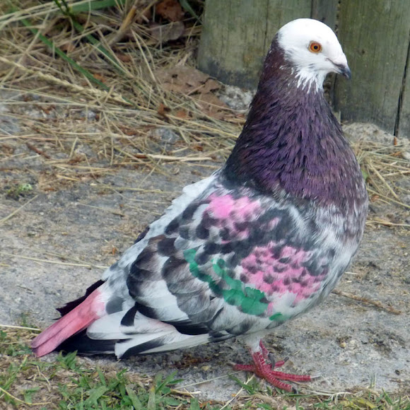 colourful pigeon | Project Noah