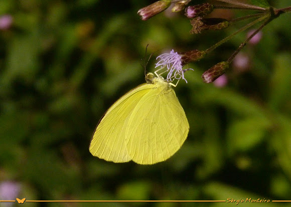 Leuce Yellow | Project Noah