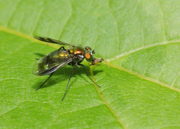 Long-legged fly | Project Noah