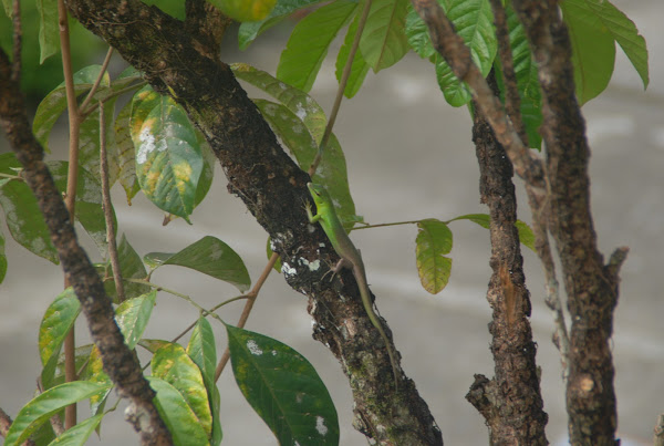 Bangkalang, Emerald Tree Skink | Project Noah