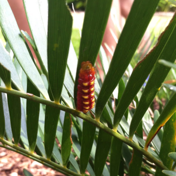 Atala butterfly larvae and pupae | Project Noah