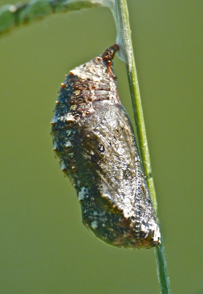 Common buckeye (chrysalis) | Project Noah