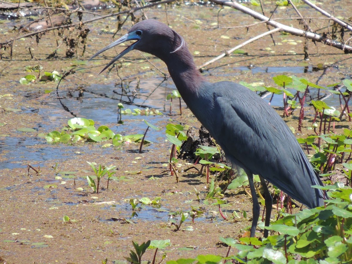Little Blue Heron | Project Noah