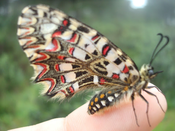 Spanish Festoon | Project Noah